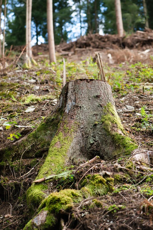 Forest in Germany, Cut Down Tree, Dried Out Ground after Heat Wave in ...
