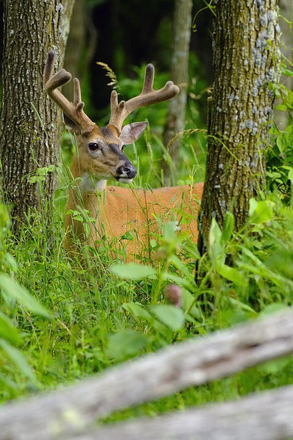 Forest Ghost stock image. Image of deer, buck, woods - 10156161