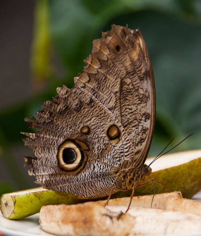 Forest Giant Owl Butterfly Drinking Stock Photo - Image of elegans ...