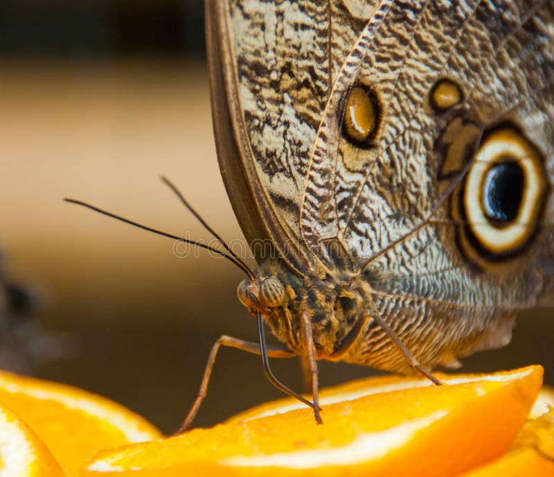 Forest Giant Owl Butterfly Drinking from a Orange Stock Photo - Image ...