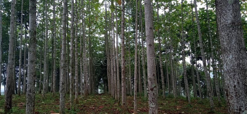 Forest Give Me Life, Combine with Water and Air Stock Image - Image of ...