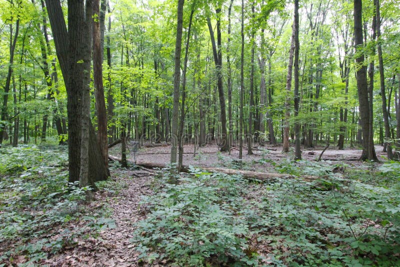 Forest at Glacier Ridge Metro Park, Dublin, Ohio Stock Image - Image of ...