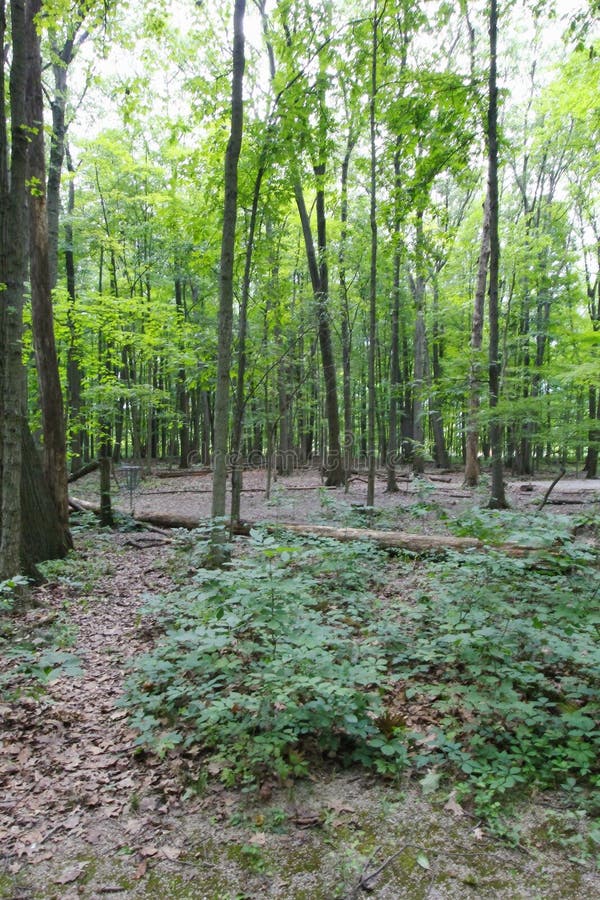 Forest at Glacier Ridge Metro Park, Dublin, Ohio Stock Image - Image of ...