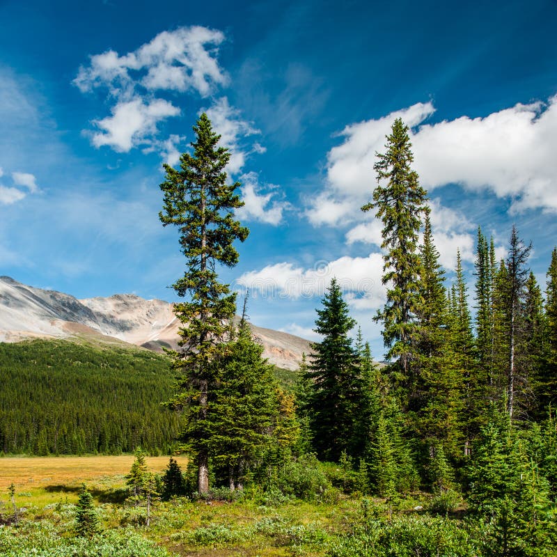 Forest Glade in Banff National Park Stock Image - Image of alberte ...