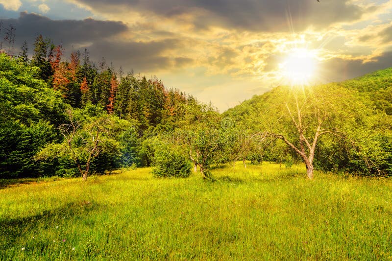 Forest Glade in the Cool Shade of Trees at Sunset Stock Image - Image ...