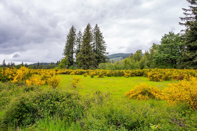 Forest Glade Covered with Blooming Gorse Stock Photo - Image of woods ...