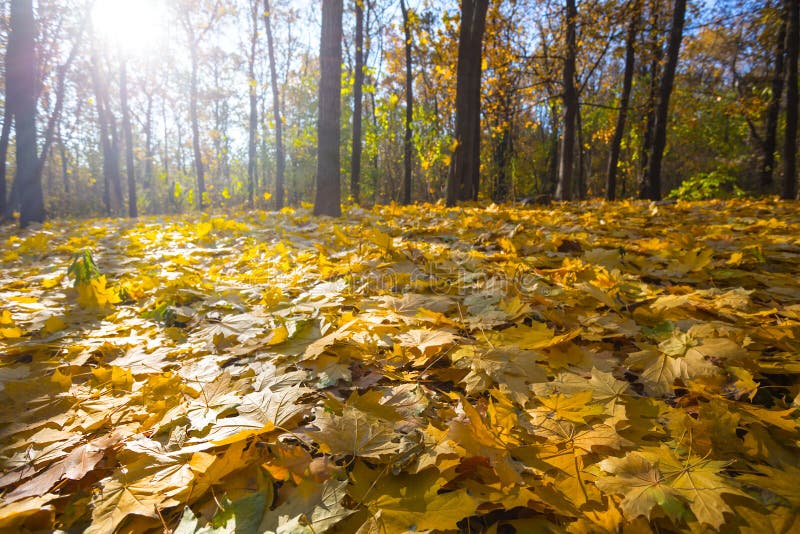 Forest Glade Covered by a Dry Leaves in a Light of Sun Stock Image ... Forest Glade Covered by a Dry Leaves in a Light of Sun Stock Image ...