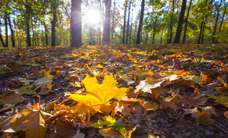 Forest Glade Covered by a Dry Leaves in a Light of Sun Stock Image ... Forest Glade Covered by a Dry Leaves in a Light of Sun Stock Image ...