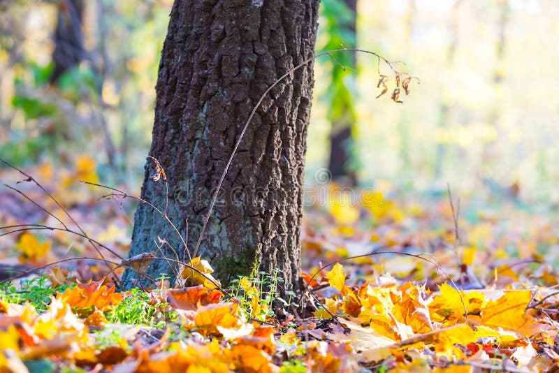 Forest Glade Covered by a Dry Leaves in a Light of Sun Stock Image ... Forest Glade Covered by a Dry Leaves in a Light of Sun Stock Image ...