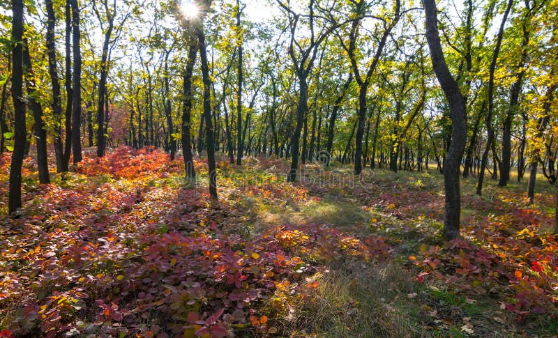 Forest Glade Covered by a Dry Leaves in a Light of Sun Stock Photo ... Forest Glade Covered by a Dry Leaves in a Light of Sun Stock Photo ...
