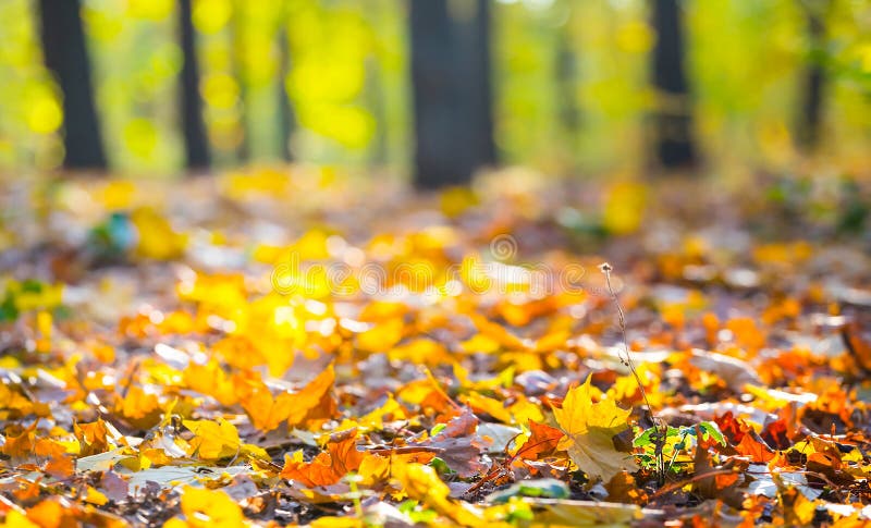 Forest Glade Covered by a Dry Leaves in a Light of Sun Stock Photo ... Forest Glade Covered by a Dry Leaves in a Light of Sun Stock Photo ...