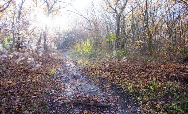 Forest Glade Covered by a Dry Leaves in a Light of Sun Stock Photo ... Forest Glade Covered by a Dry Leaves in a Light of Sun Stock Photo ...