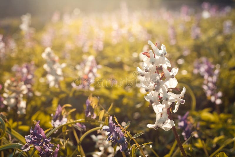 Forest Glade Covered with First Flowers of Corydalis on a Warm and ...