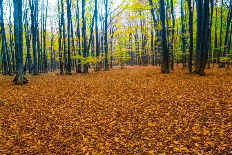 Forest Glade Covered by Red Dry Leaves Stock Photo - Image of autumn ... Forest Glade Covered by Red Dry Leaves Stock Photo - Image of autumn ...