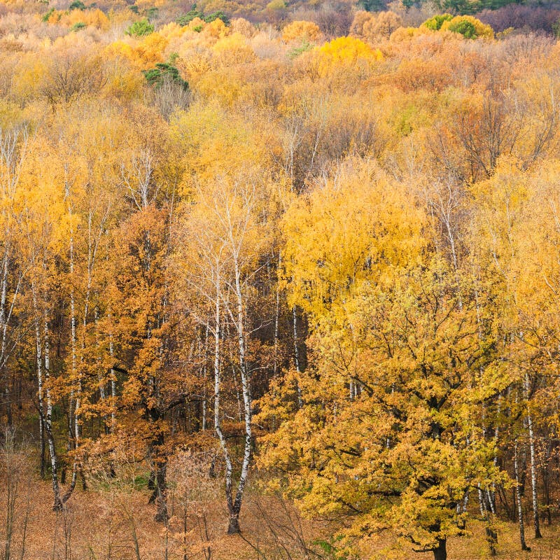 Edge of Autumn Forest Wtih Bare Trees Stock Image - Image of park ...