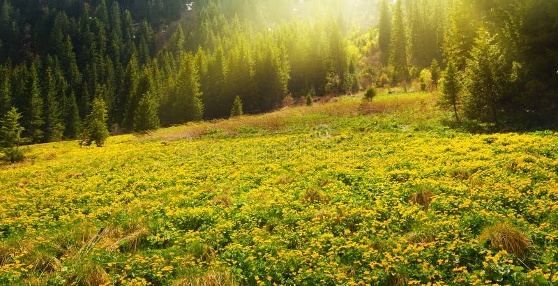 Forest glade stock image. Image of glade, summer, edge - 41614253