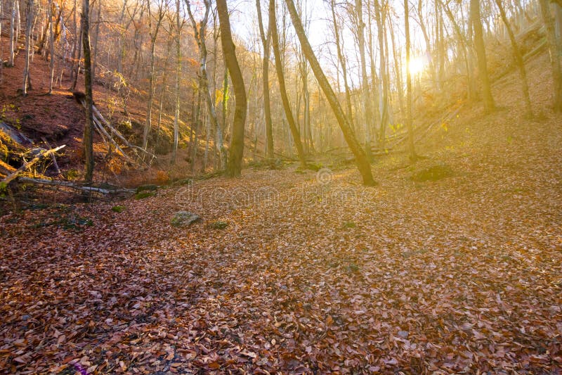 Forest Glade in Light of Sparkle Sun Stock Image - Image of glade ...