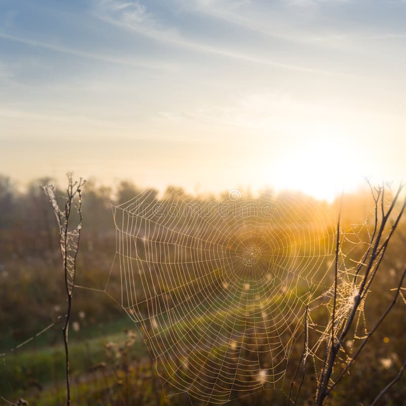 Forest Glade in Mist at the Morning Stock Photo - Image of glade ...