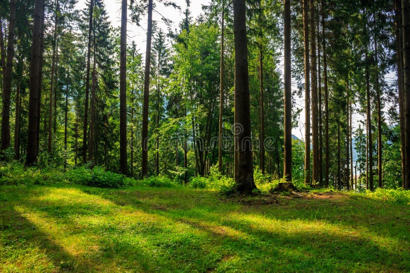 Forest Glade in Shade of the Trees Stock Photo - Image of beauty ...