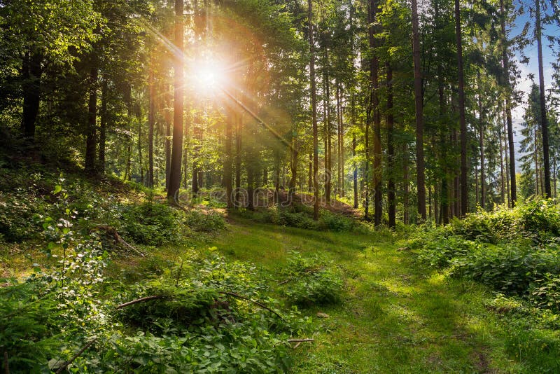 Forest Glade in Shade of the Trees in Sunlight Stock Image - Image of ...