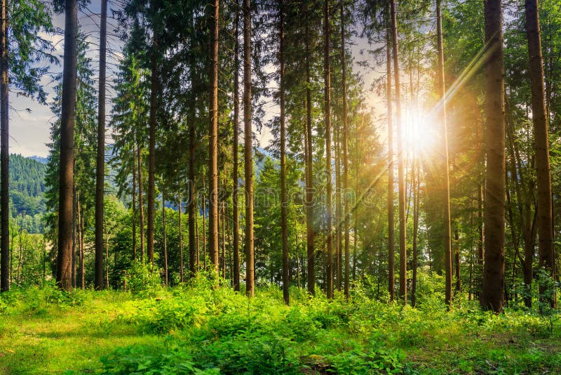 Summer Landscape Foggy Night in a Pine Forest with a Dirt Road, Russia ...