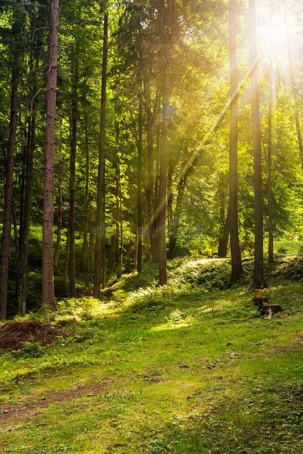 Forest Glade in Shade of the Trees at Sunset Stock Photo - Image of ...