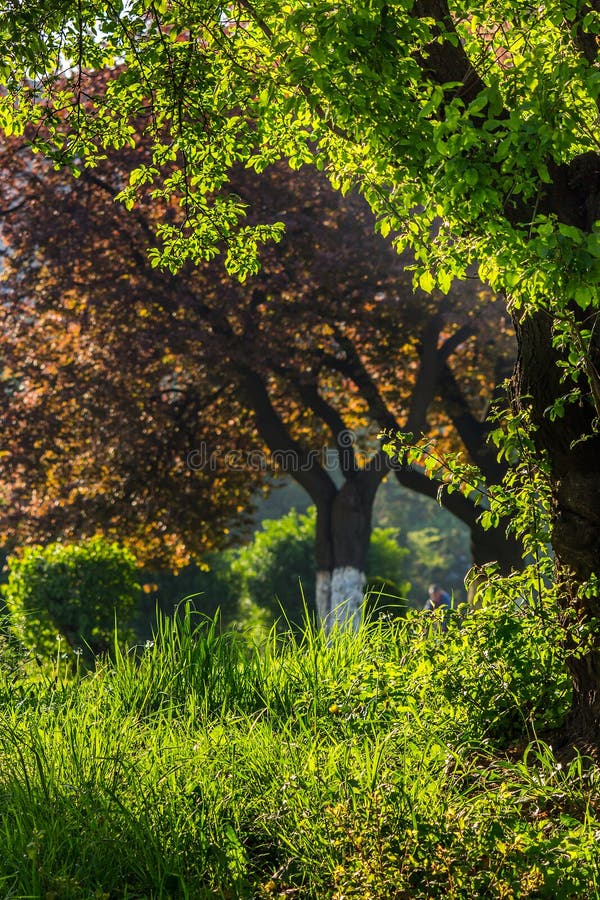 Forest glade in sun light stock photo. Image of environment - 39877496