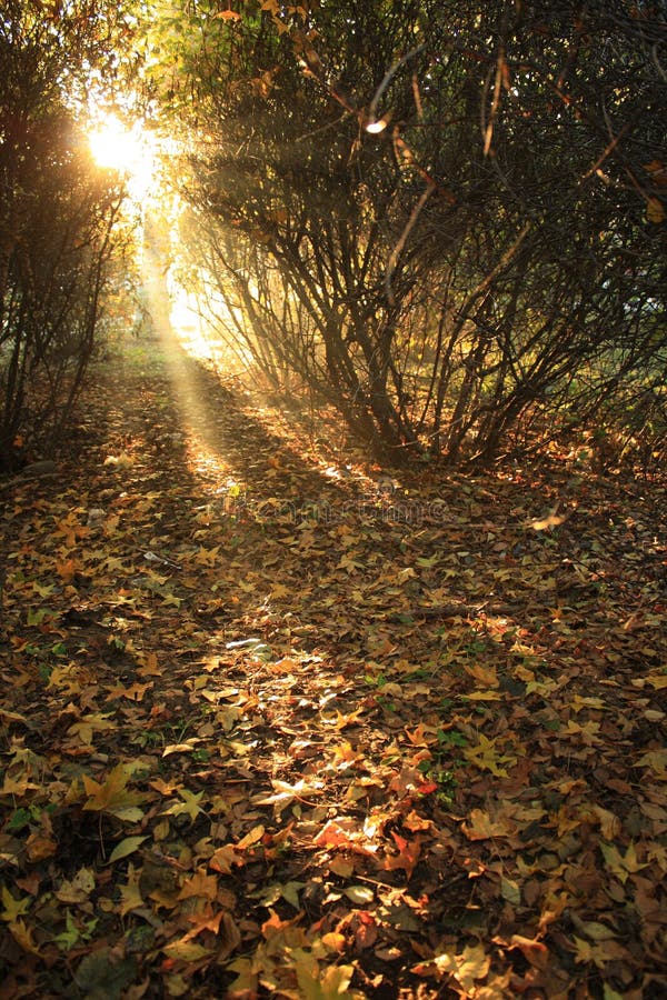 Forest Glade stock image. Image of orange, nature, branch - 45898841