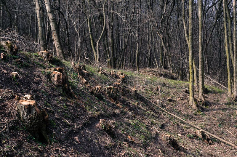 Forest glade stock image. Image of woodland, environment - 67466049