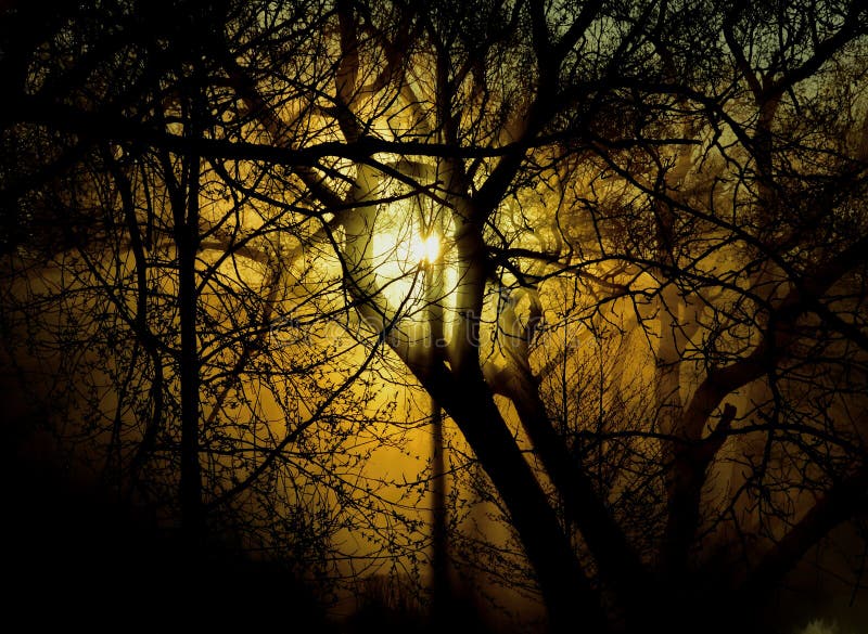 Forest glow stock image. Image of august, light, sunrise - 36139835