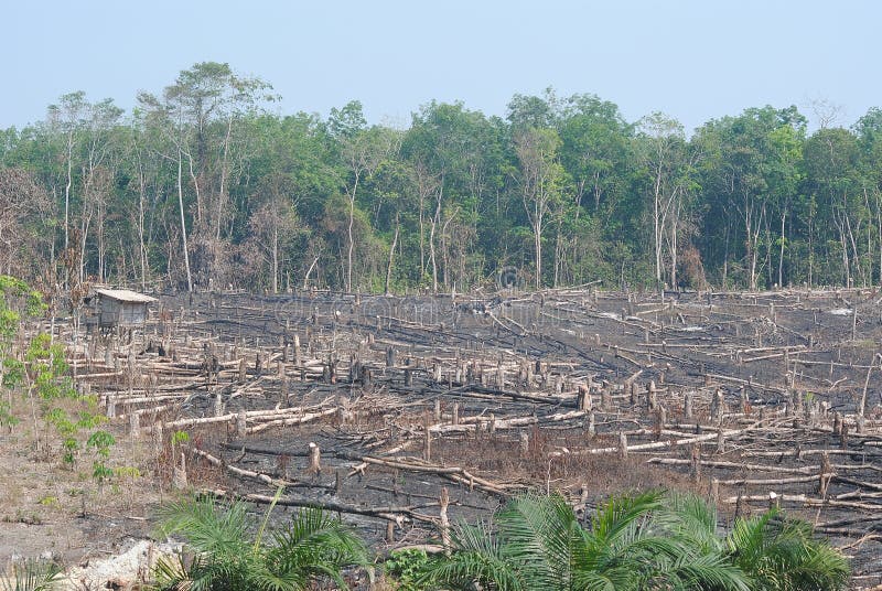 Forest Gone, Palm Tree Come Stock Photo - Image of damage ...