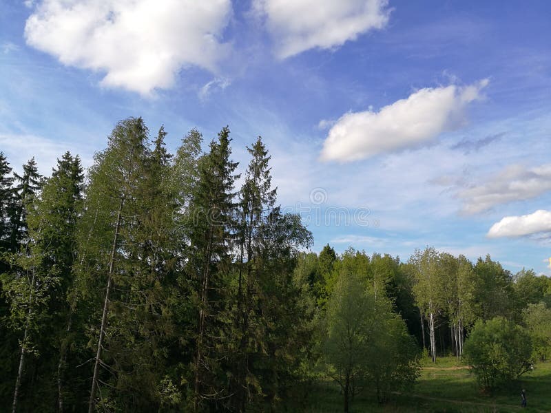 Forest stock photo. Image of tree, good, weather, forest - 93113070