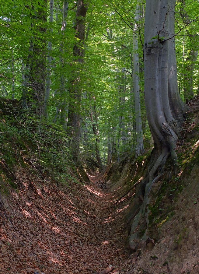 Exposed fallen tree roots stock image. Image of australia - 117874111