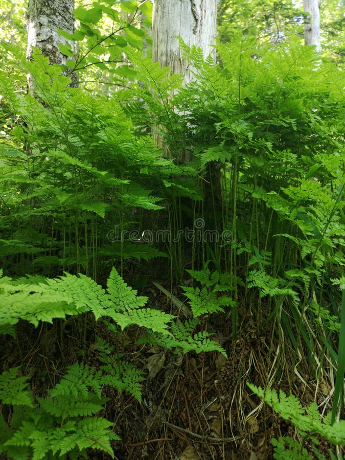 Forest grass in the forest stock image. Image of shrub - 187069495
