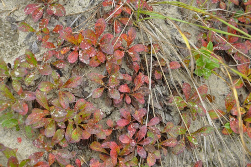 Forest Grass Red Color is a Natural Cover in Autumn Stock Photo - Image ...