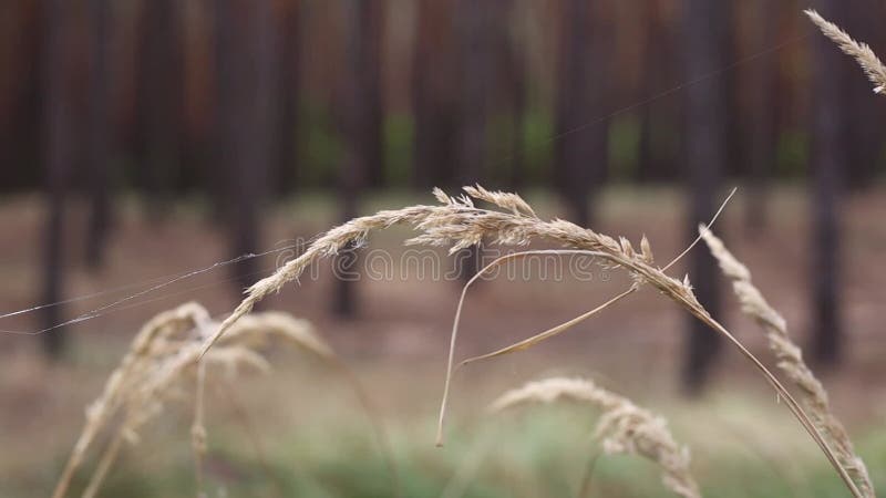 Forest Grasses Sway in the Wind. Narrow Focus. Stock Video - Video of ...