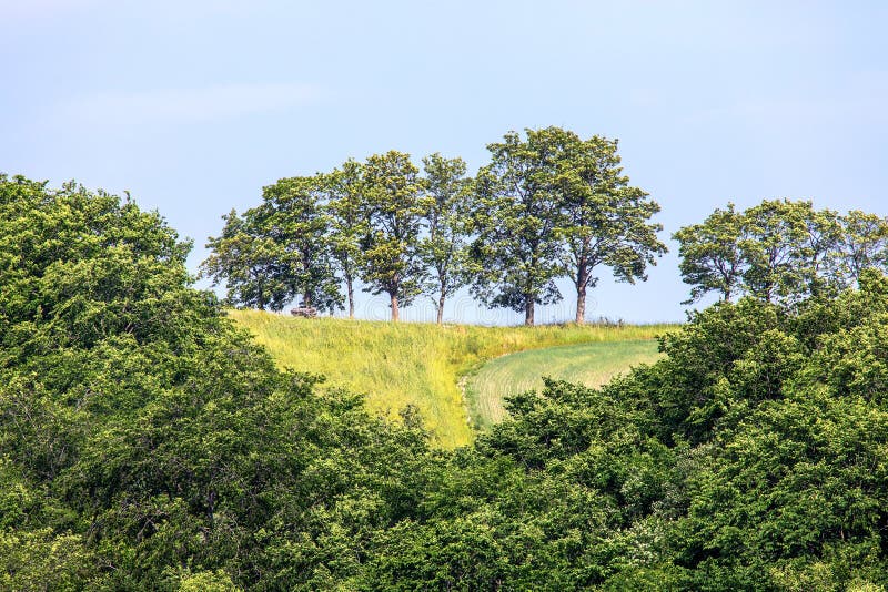 Forest opening stock image. Image of hill, landscape - 190049303