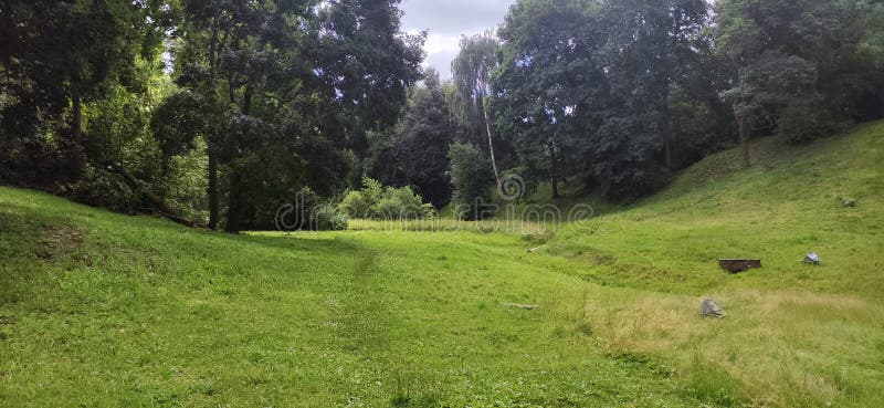 Forest grassy clearing stock photo. Image of green, yard - 328849744