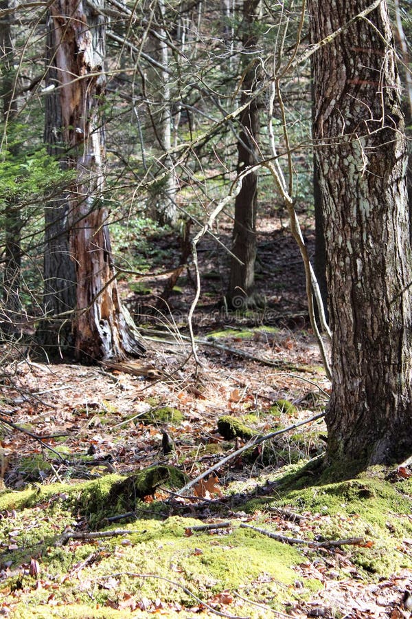 Forest stock photo. Image of trees, woods, outdoors, trail - 87690484
