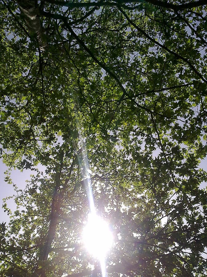 Nature Beautiful Relaxing Trees Green Summer Greece Stock Image - Image ...