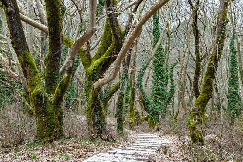 4,224 Epirus Forest Stock Photos - Free & Royalty-Free Stock Photos ...