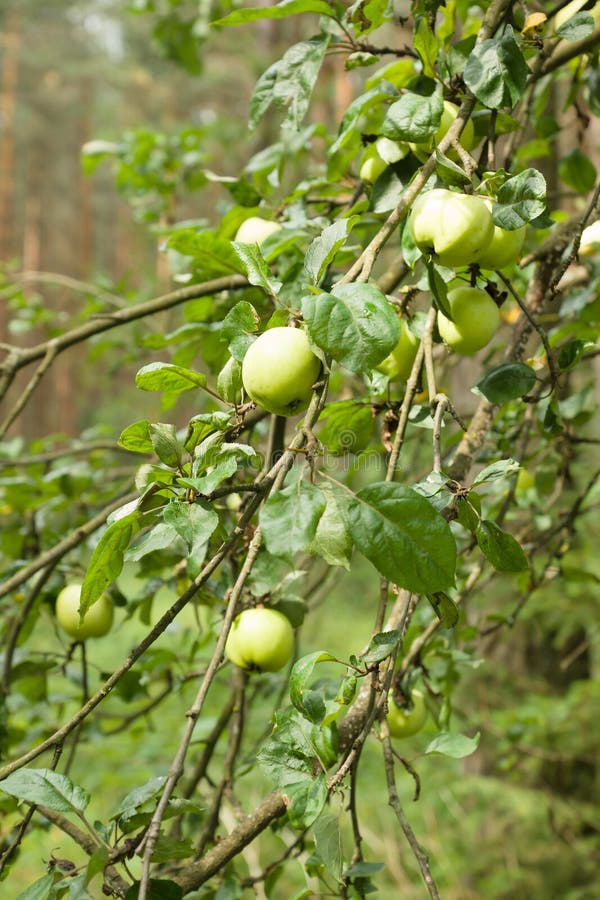 Forest Green Apple on a Branch Stock Photo - Image of growth, unripe ...