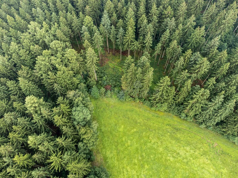 Forest with Green Clearing from Above Stock Photo - Image of ...
