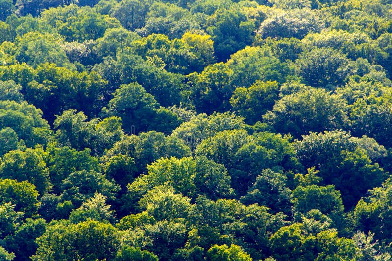 Forest, green crown trees stock image. Image of background - 147936957