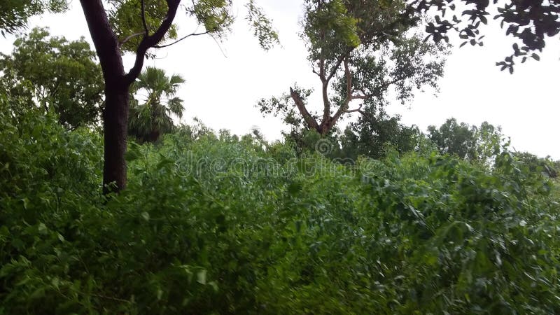 Forest in green earth stock image. Image of green, woodland - 189751703