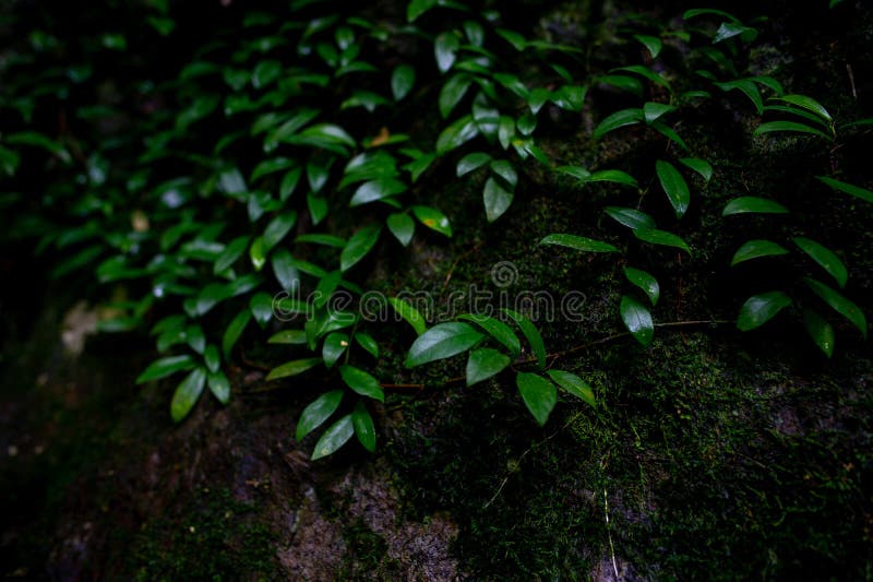 Green Fertile Areas in the Forest Area Stock Image - Image of park ...