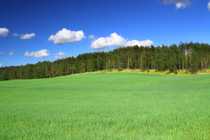 Forest and green field stock photo. Image of beauty, grass - 5715652