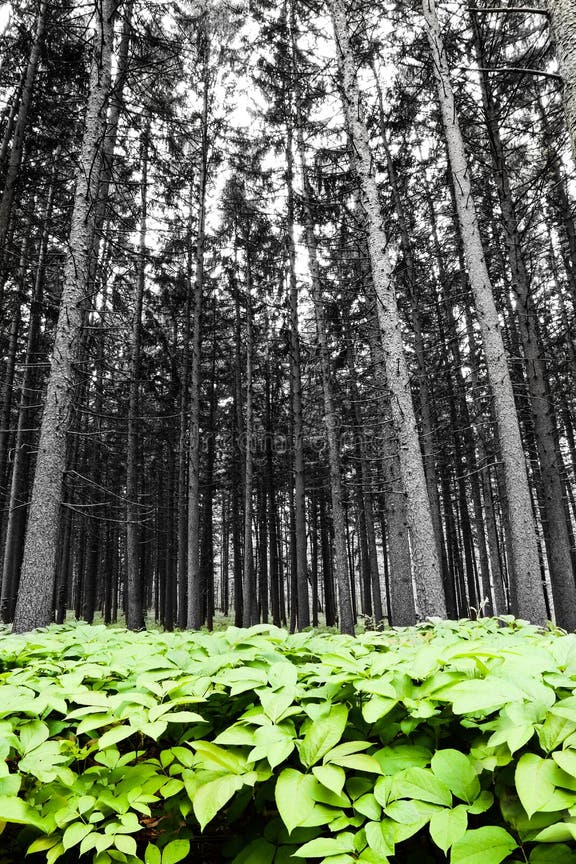 Forest with green foliage stock photo. Image of detail - 27243882
