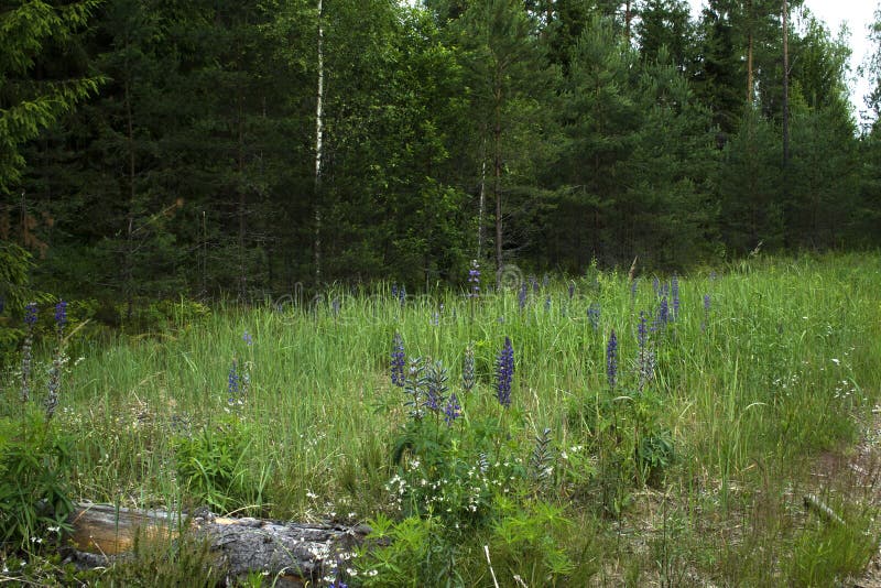 Life of forest plants stock photo. Image of branches - 179328954