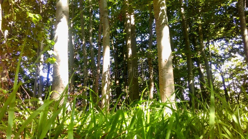 Forest with green grass stock photo. Image of area, trees - 85143904